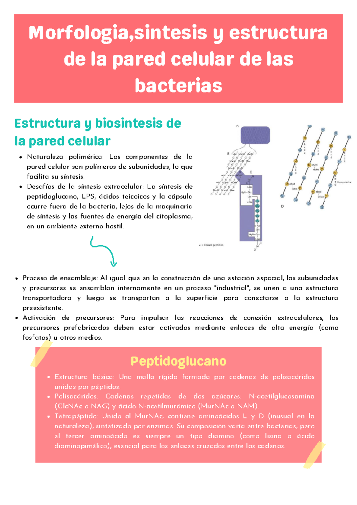 Morfología y Síntesis de la Pared Celular Bacteriana: Estudio ...