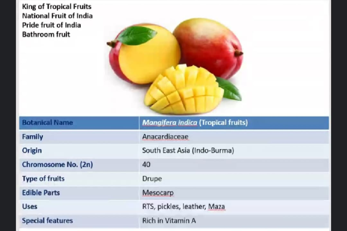 Horticultural Fruits Identification Guide - Studocu