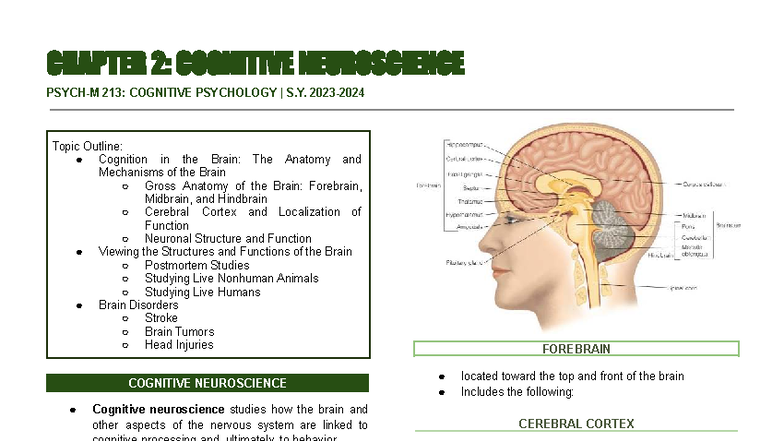 C2: Cognitive Neuroscience - Brain Anatomy & Mechanisms Overview - Studocu
