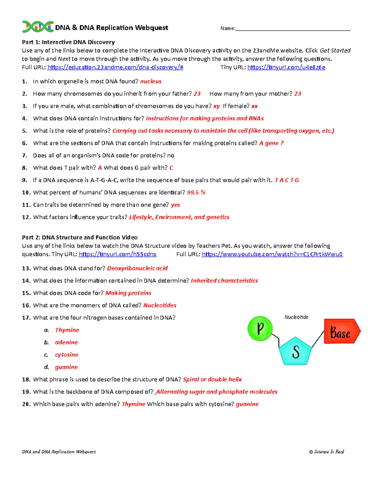Handout DNA and DNA Replication Webquest - DNA DNA Replication Webquest ...
