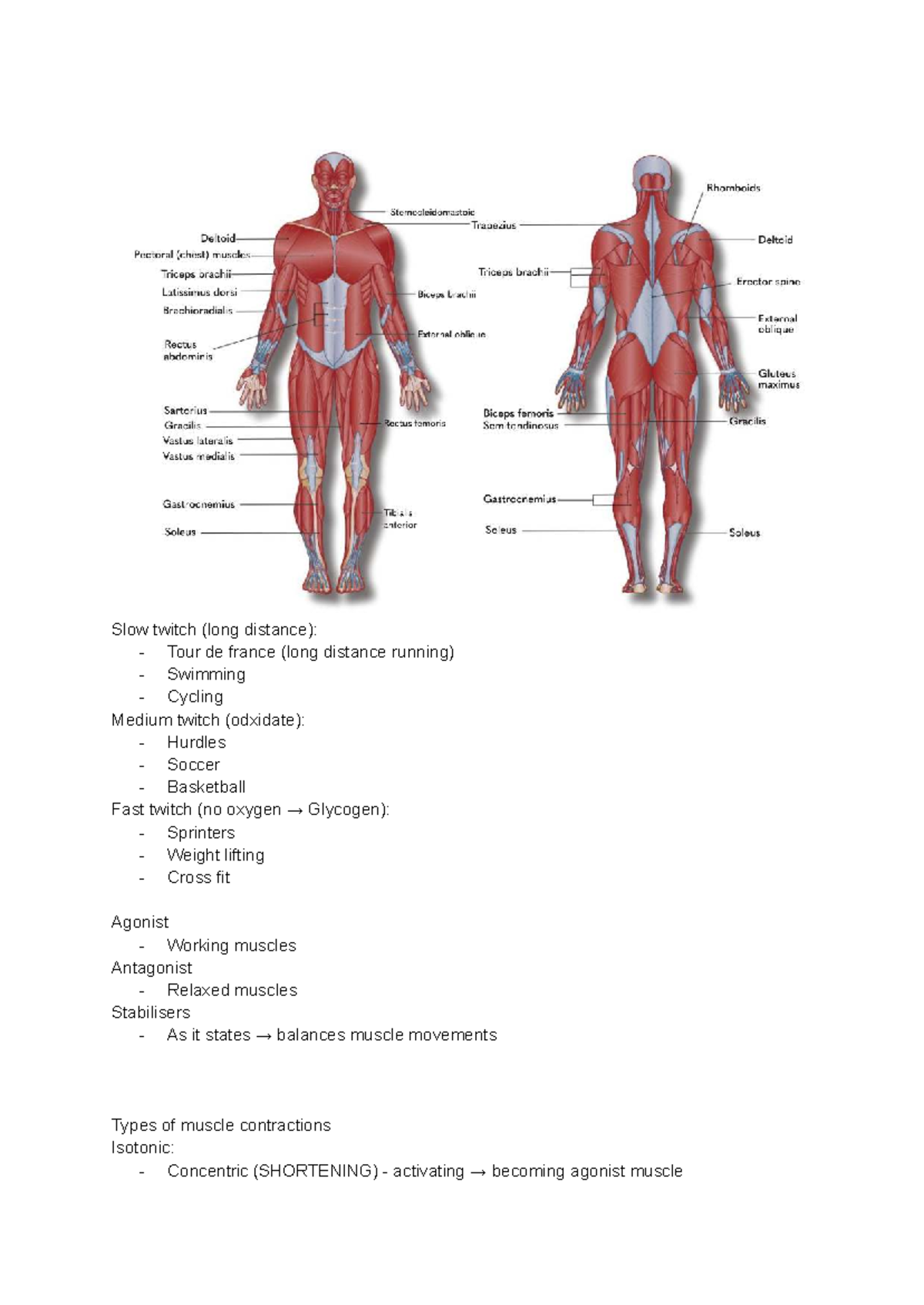 HMS Year 11 Muscle Contraction & Movement Notes - Studocu