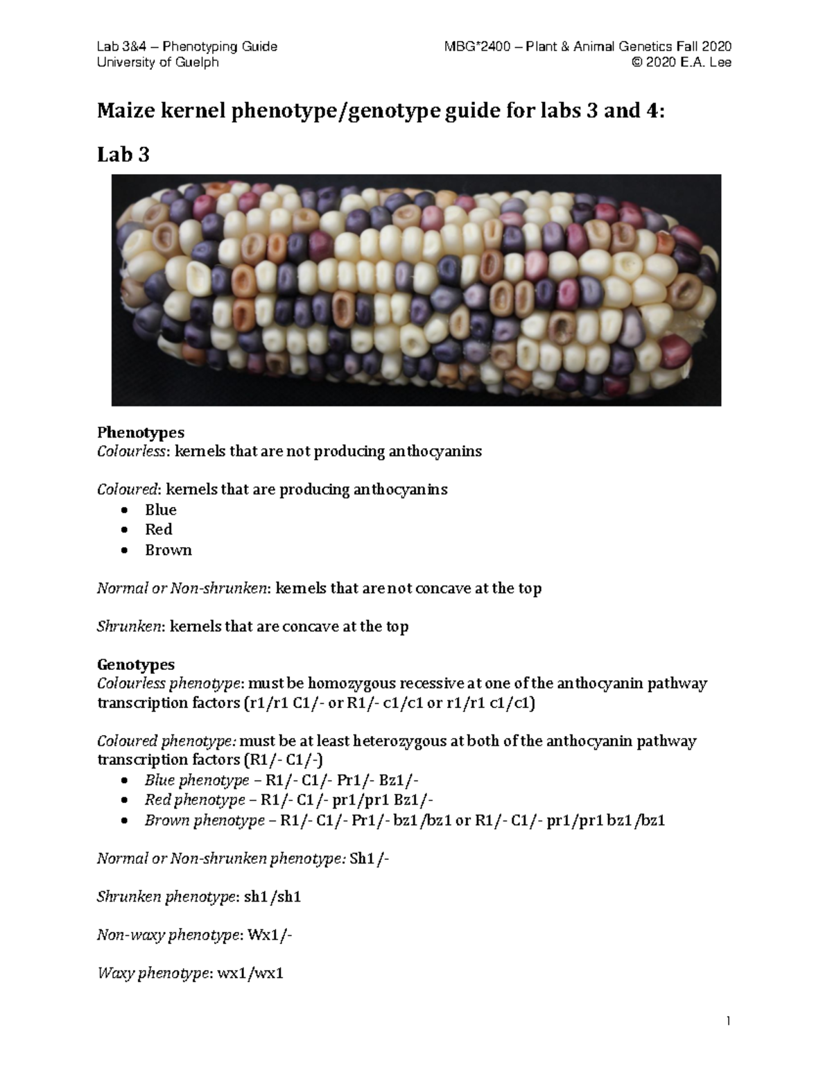 MBG*2400 Lab 3&4 Phenotyping Guide - Plant & Animal Genetics - Studocu