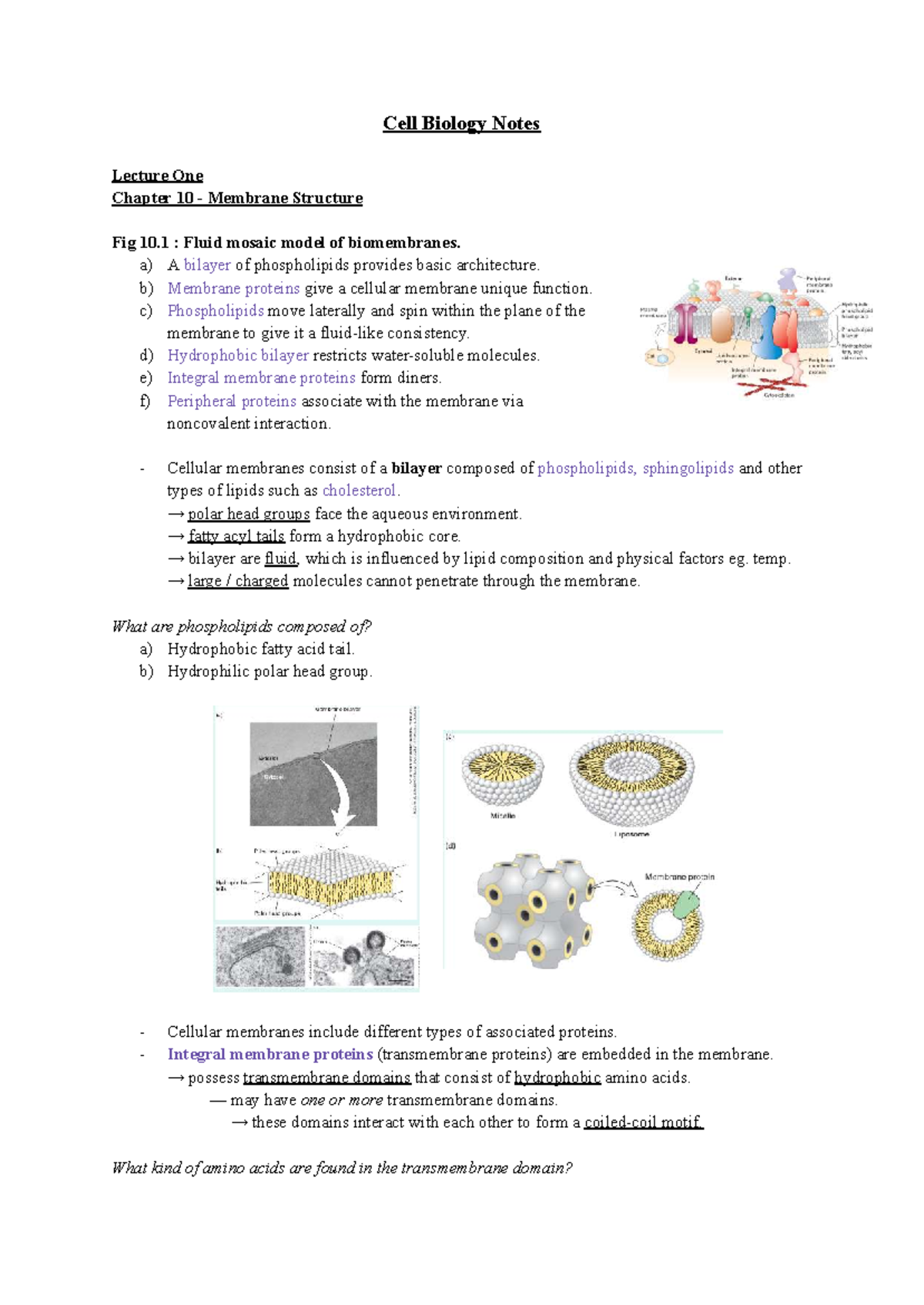 Cell Biology Midterm Notes: Membrane Structure & Signal Transduction ...