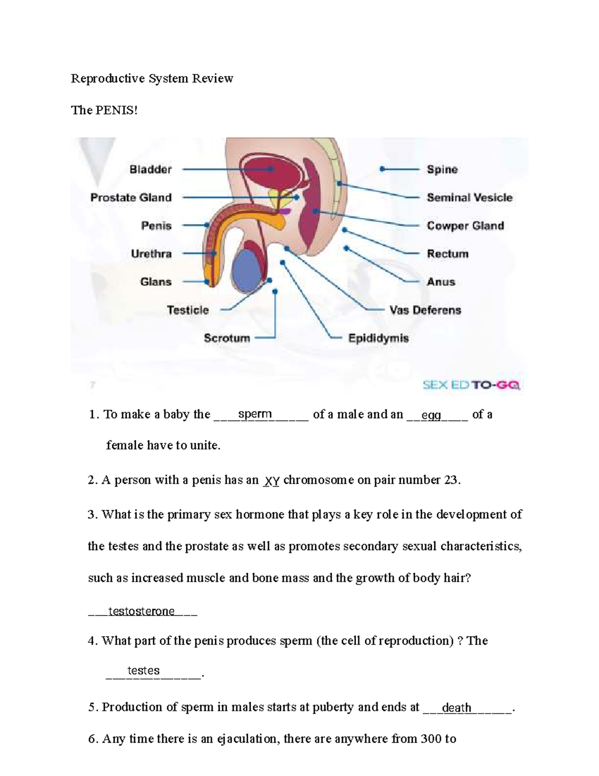 Reproductive System Review: Key Concepts and Functions (BIO 101) - Studocu
