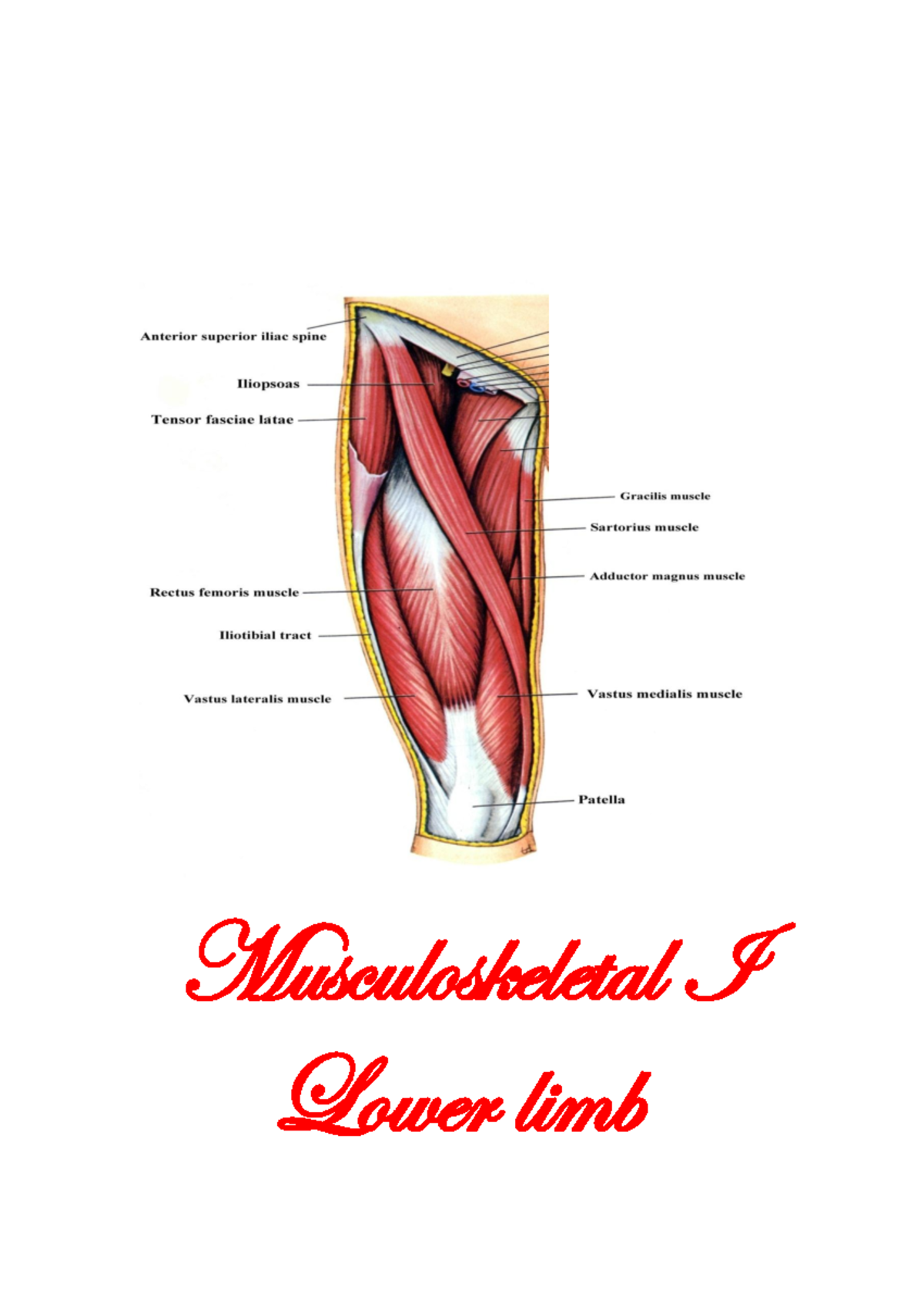 Lower limb Jalal - dfxcgvb - Musculoskeletal I Lower limb Hip bone ...