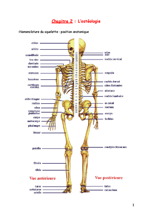 Anatomie Staps Semestre 2 - Warning: TT: undefined function: 32 Warning: TT: undefined function ...
