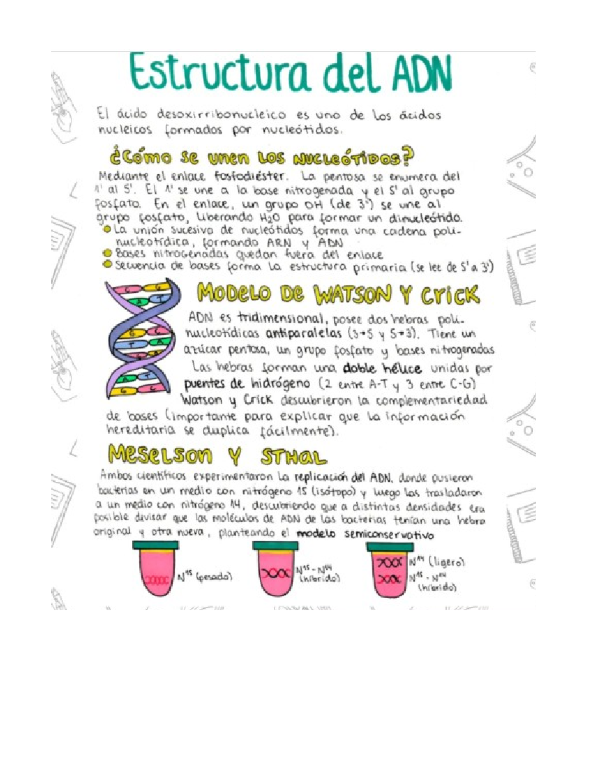 Estructura del ADN: Modelo de Watson y Crick en Biología - Studocu