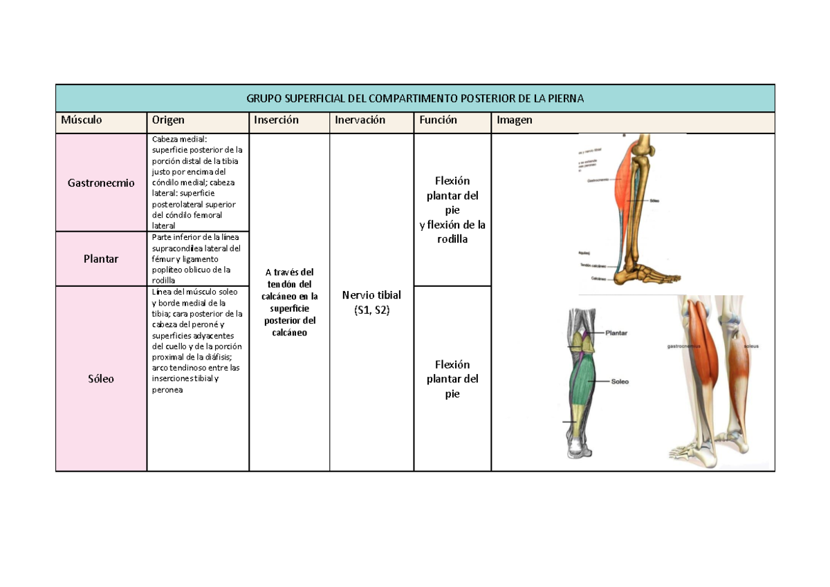 Músculos de la Pierna cuadros - GRUPO SUPERFICIAL DEL COMPARTIMENTO ...