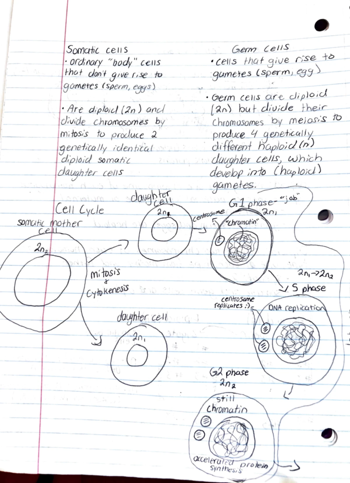 Basic Chemistry - These are Biology 2e Ch 2 textbook notes. - The ...