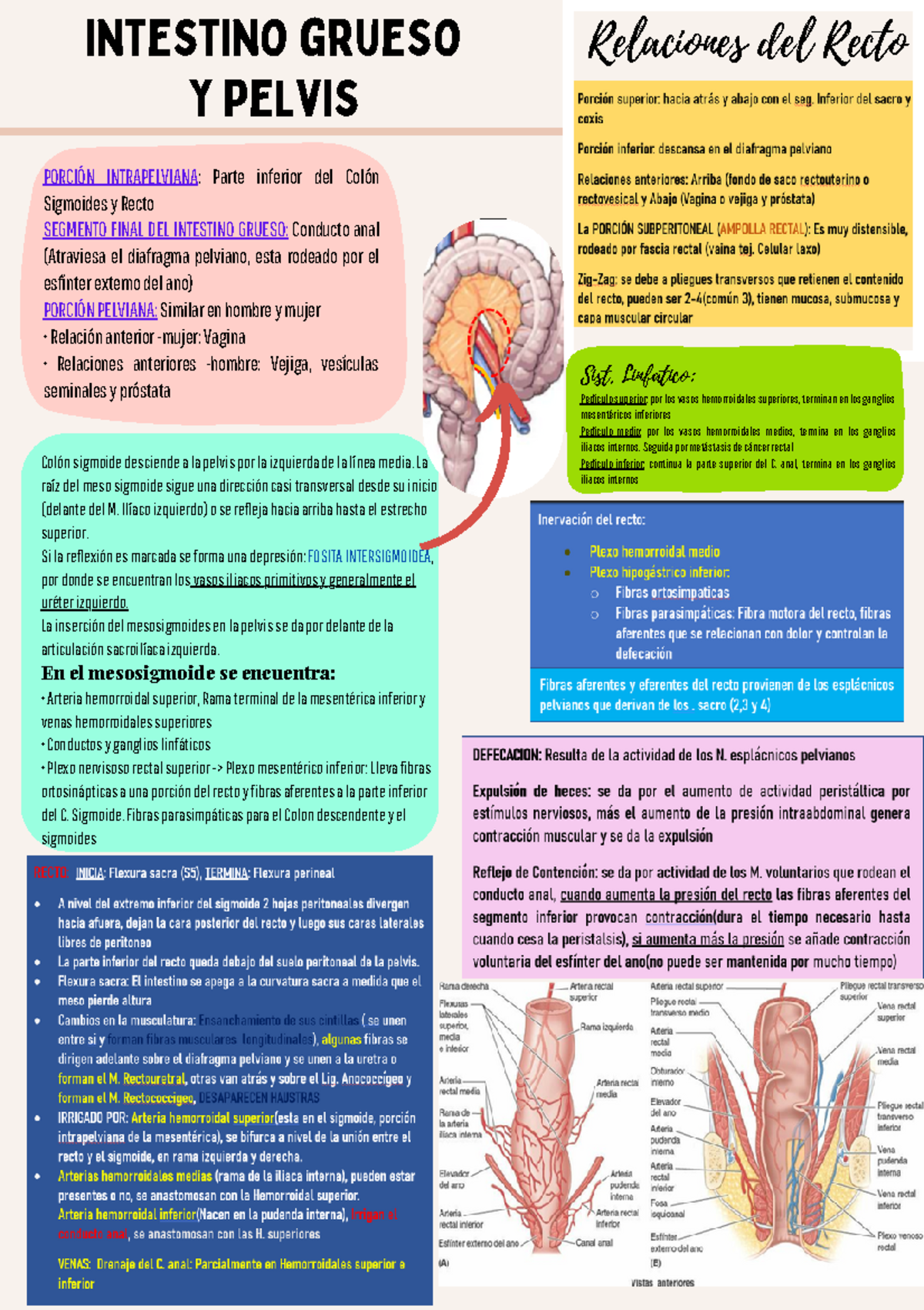 Intestino grueso y pelvis - Relaciones del Recto Sist. Linfatico ...