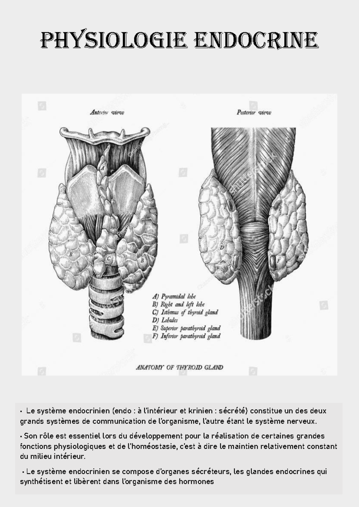 Physiologie Endocrine: Système et Hormones - Studocu