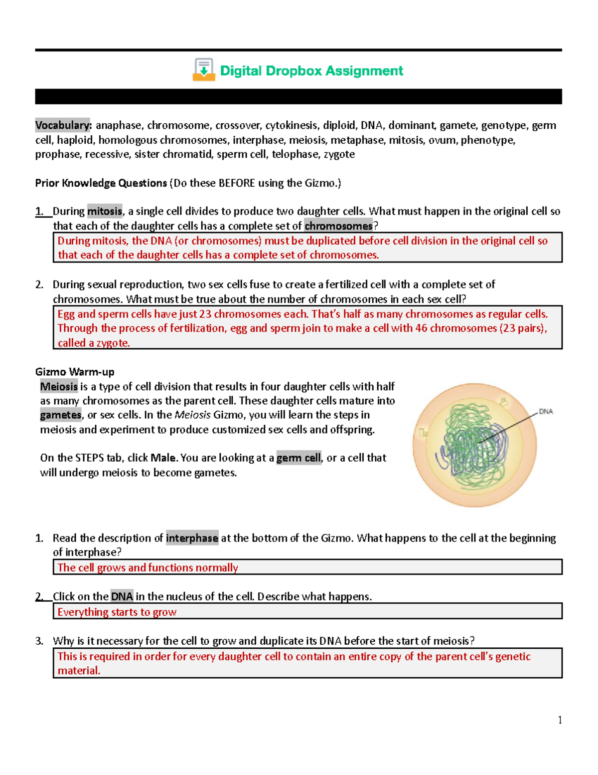 U4: Gizmos Lab Simulation on Meiosis Vocabulary and Activities - Studocu
