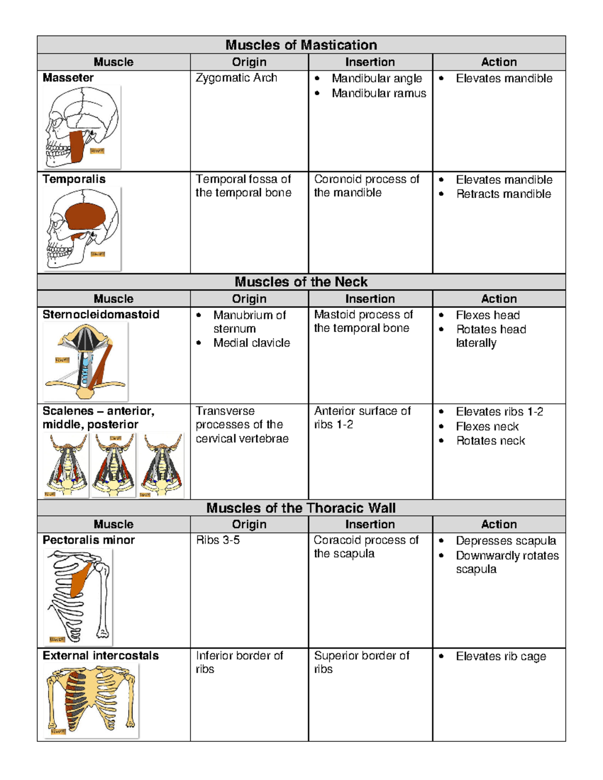 Muscle Origin and Insertions - Muscles of Mastication Muscle Origin ...