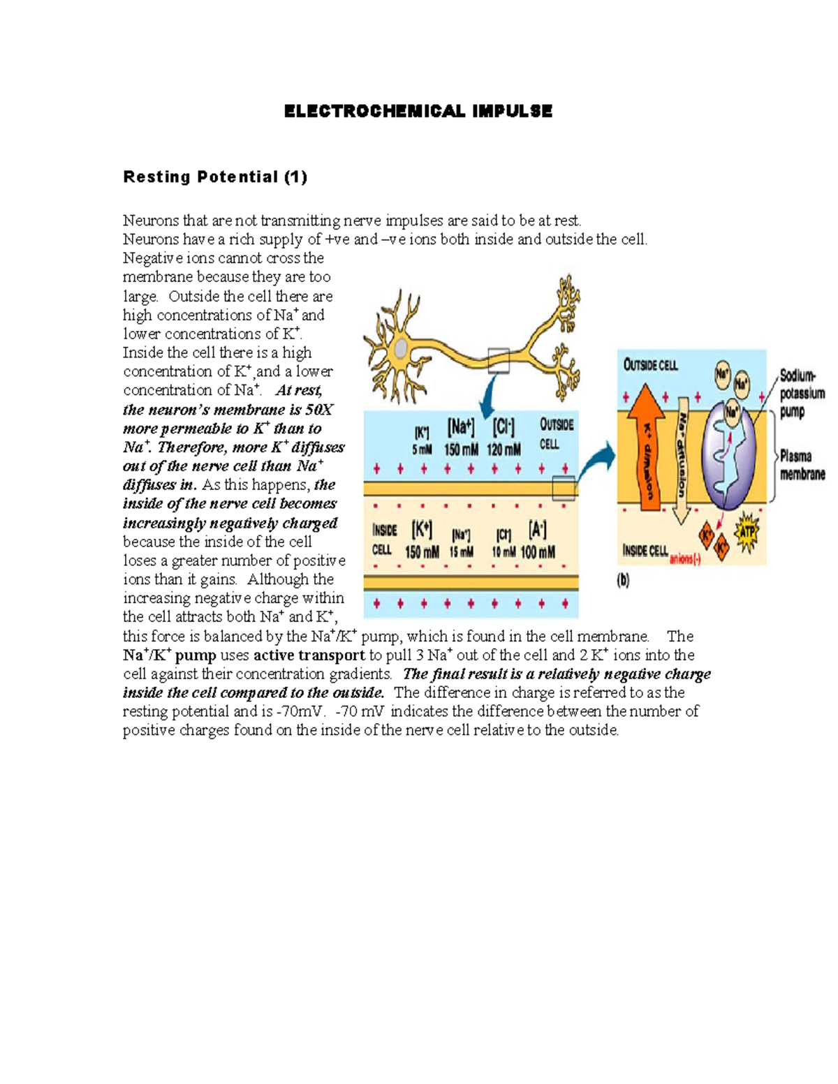 Electrochemical Impulse: Resting Potential & Action Potential (BIO 101 ...