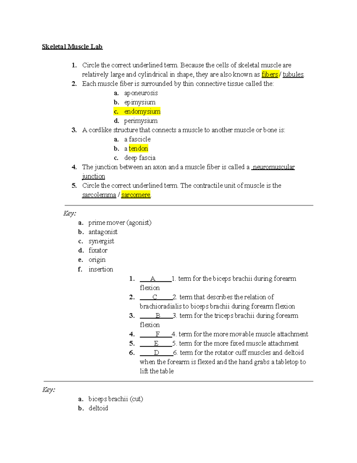 Lab - Skeletal Muscle Structure and Function Notes - Studocu