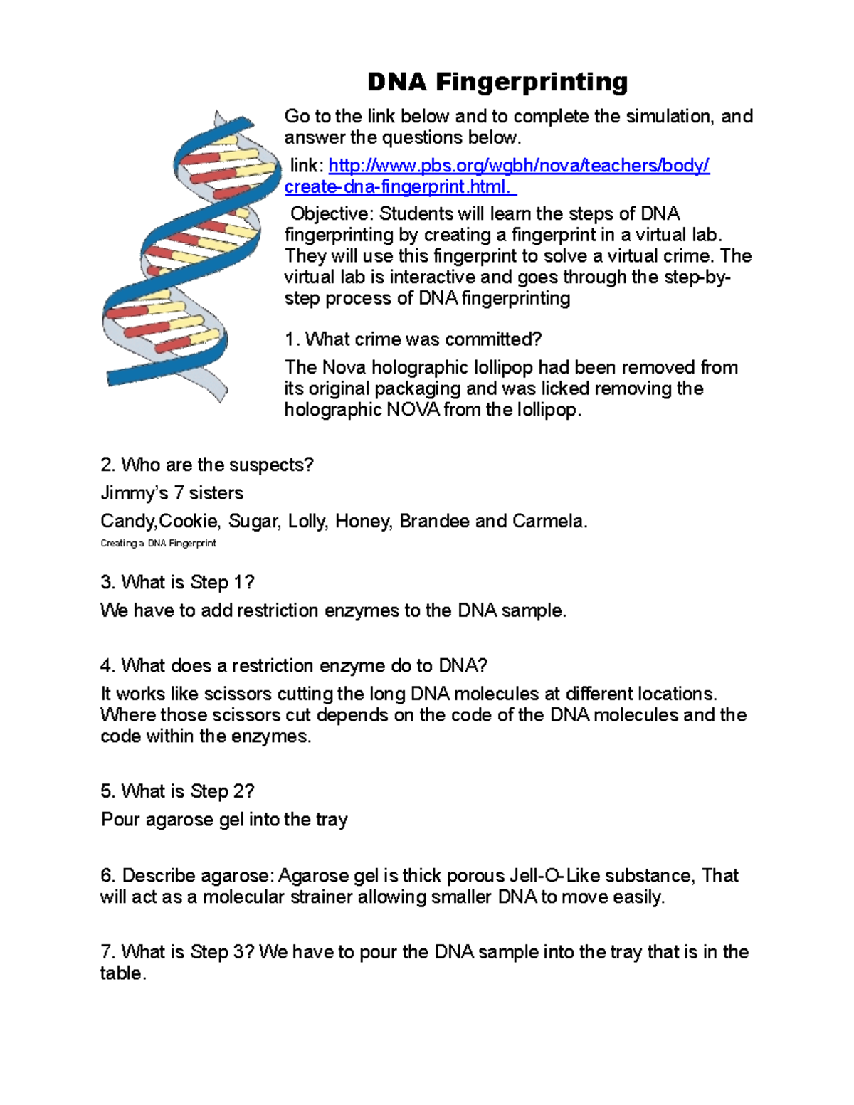DNA Fingerprinting Simulation Activity for Student Learning - Studocu