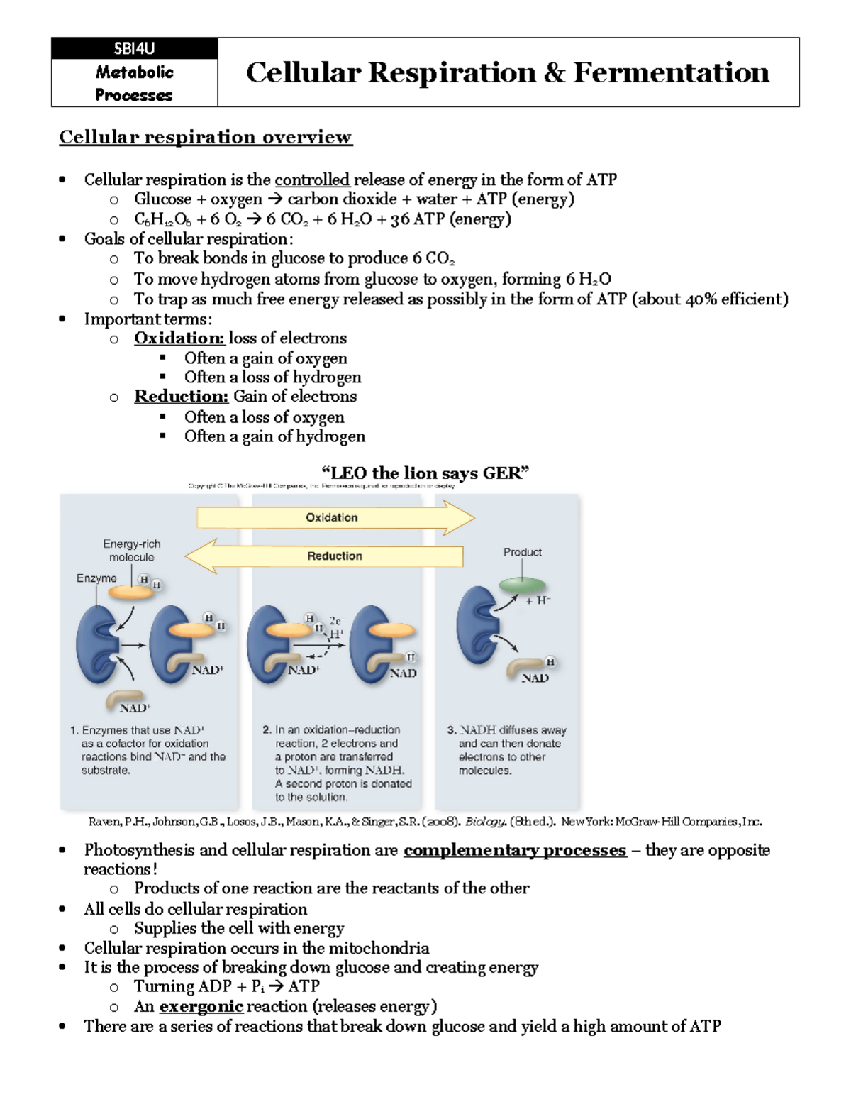 Sbi4u - cellular respiration notes - SBI4U Metabolic Cellular ...