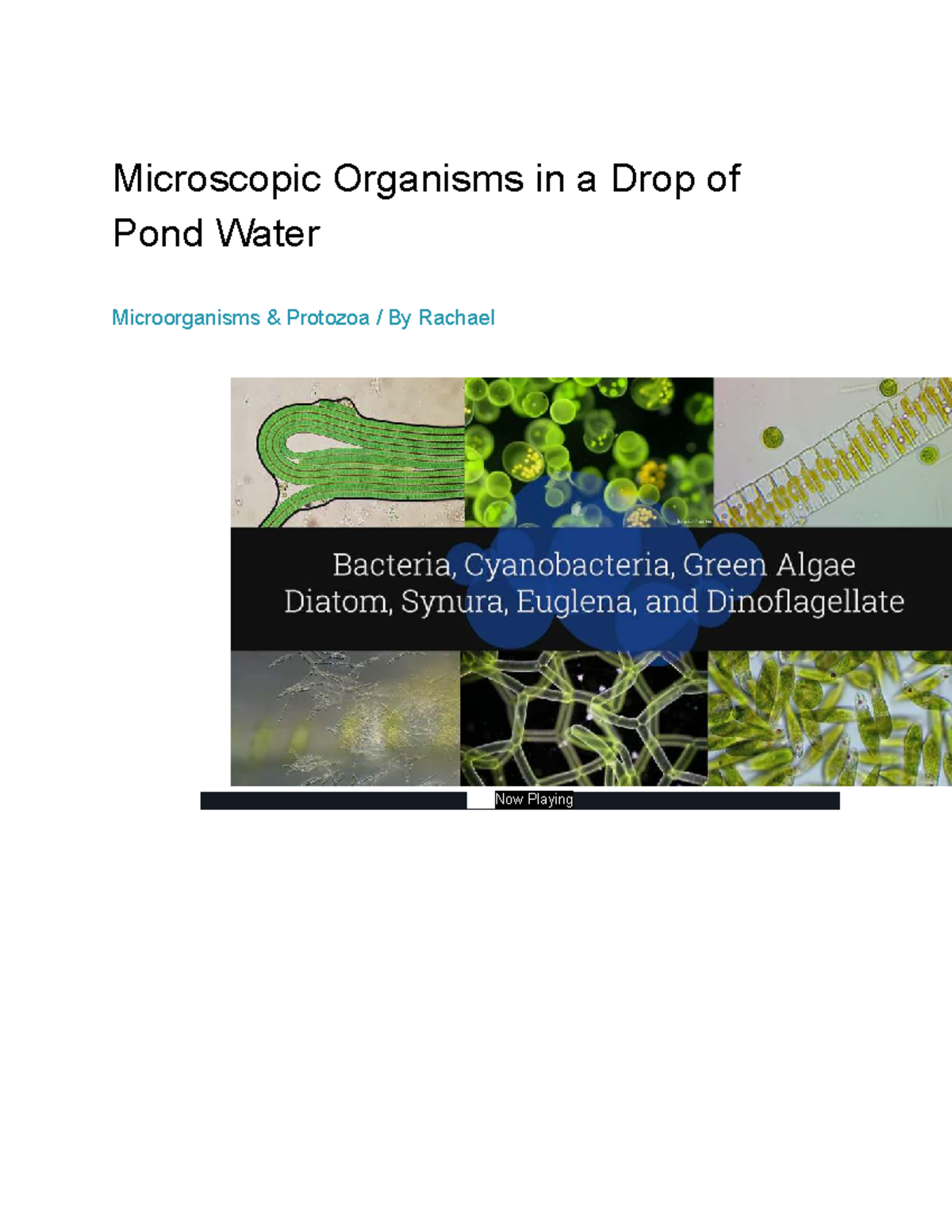 Microscopic Organisms in Pond Water: Overview & Classification - Studocu