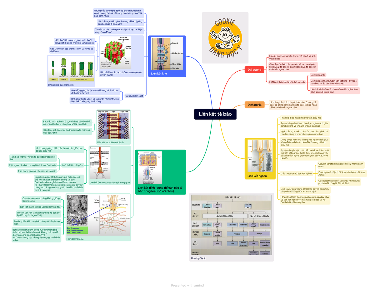 Liên kết tế bào - Mindmap và Tóm tắt Chức năng Các Loại LKTB - Studocu