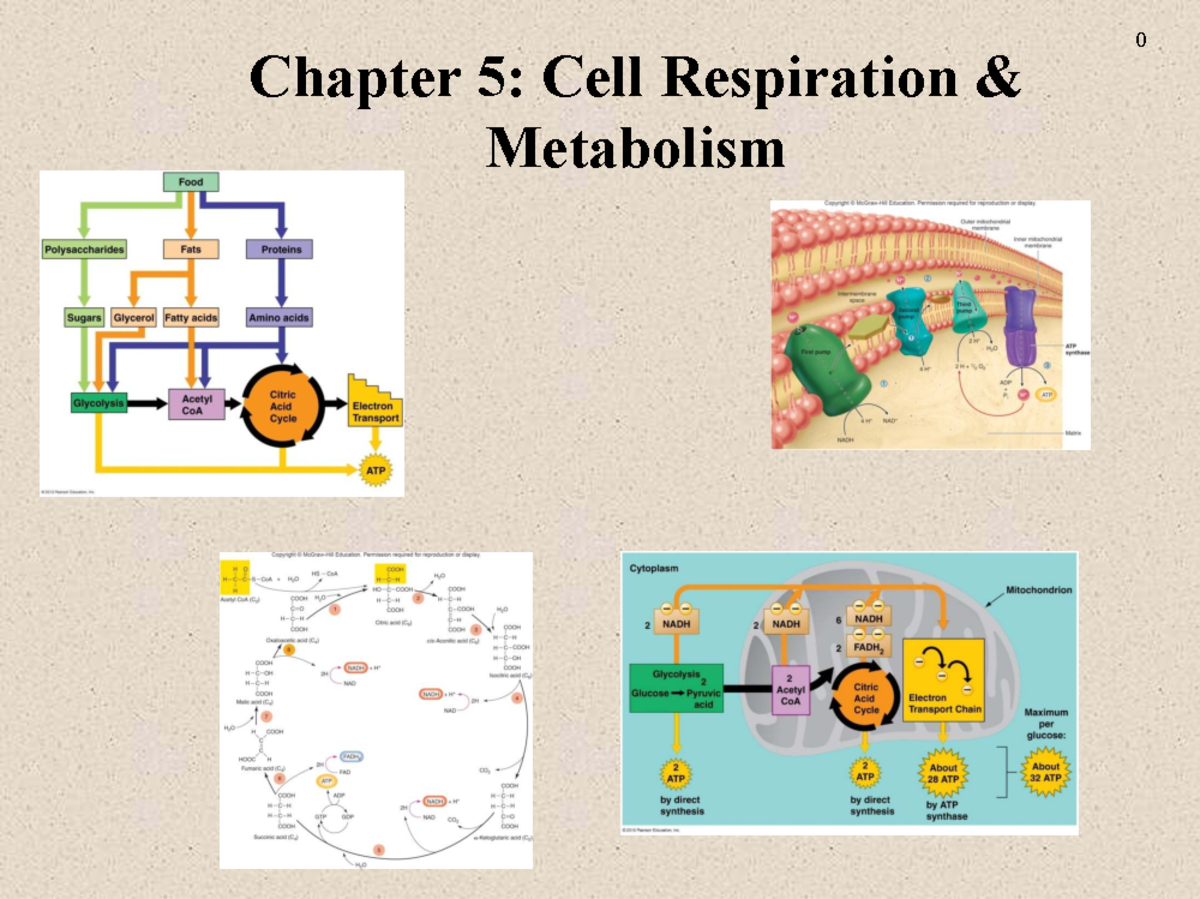 Chapter 5: Cellular Respiration & The Electron Transport System - Studocu