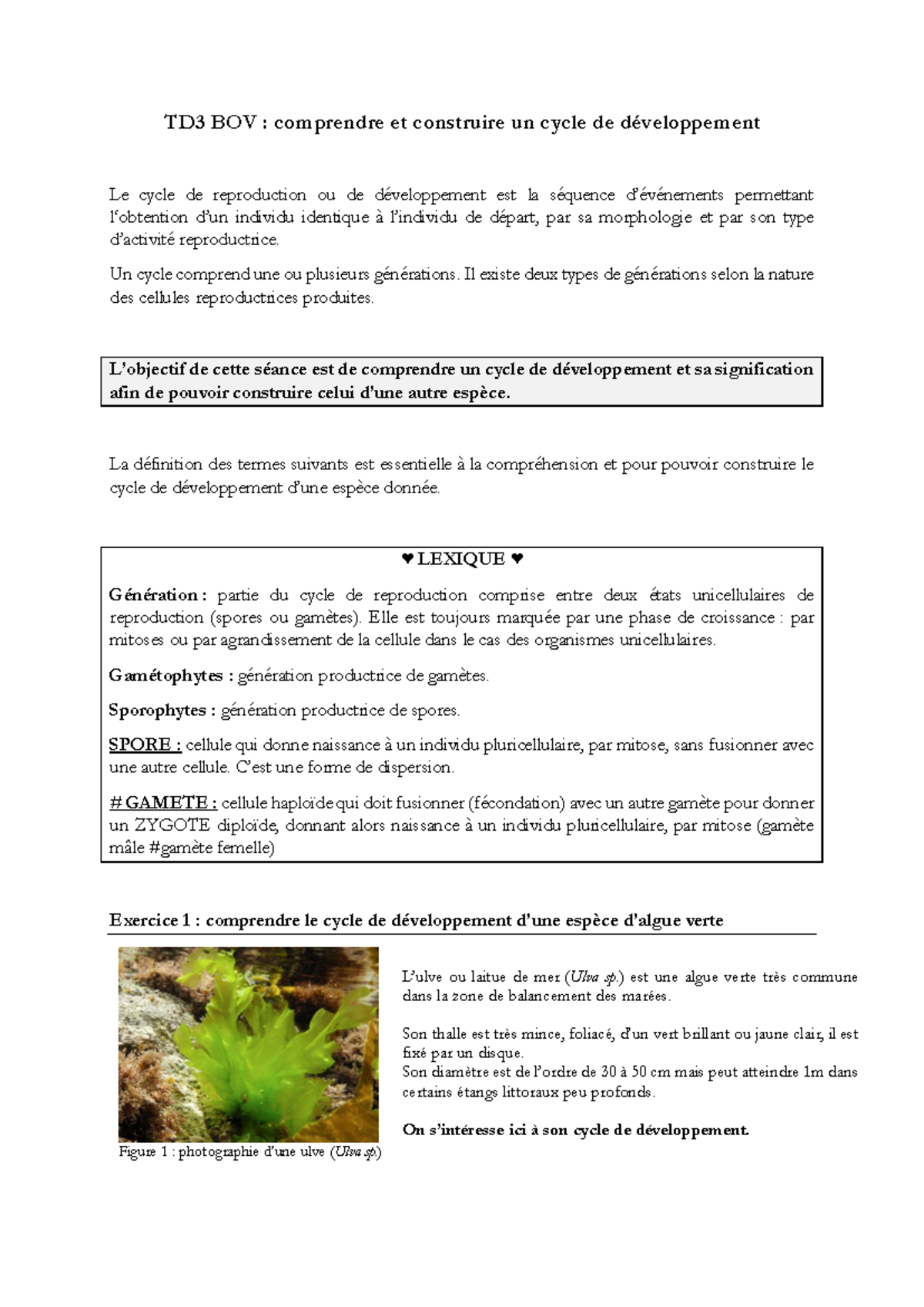 TD3 BOV : Cycle de Développement des Algues et Fougères - Studocu