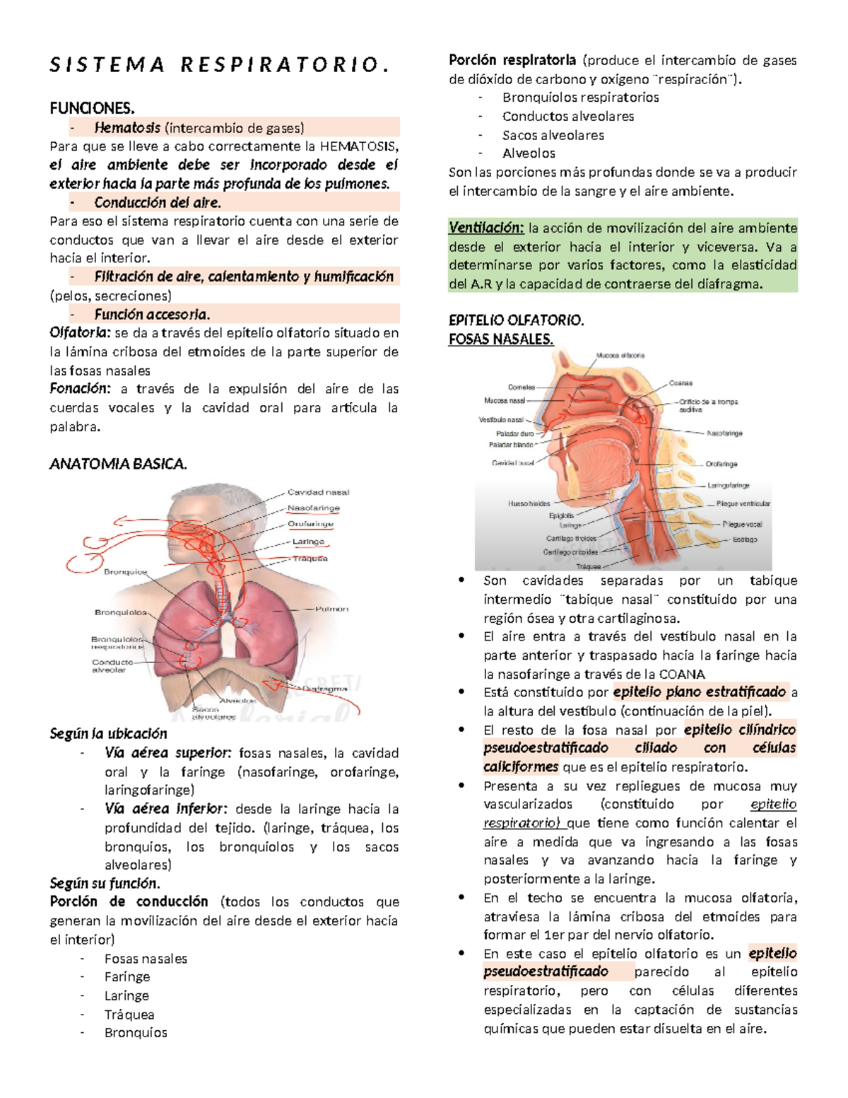 Sistema Respiratorio - REPASO de Funciones y Anatomía Essentials - Studocu