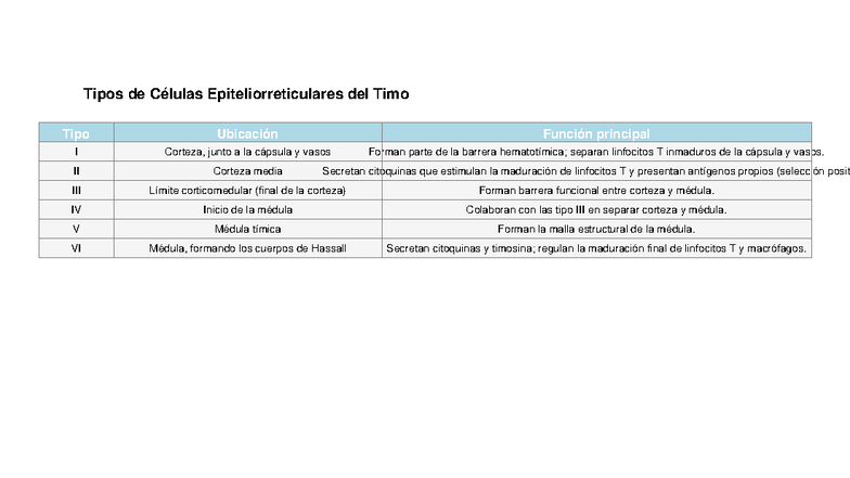 Tipos de Células Epiteliorreticulares del Timo: Funciones y Ubicación ...