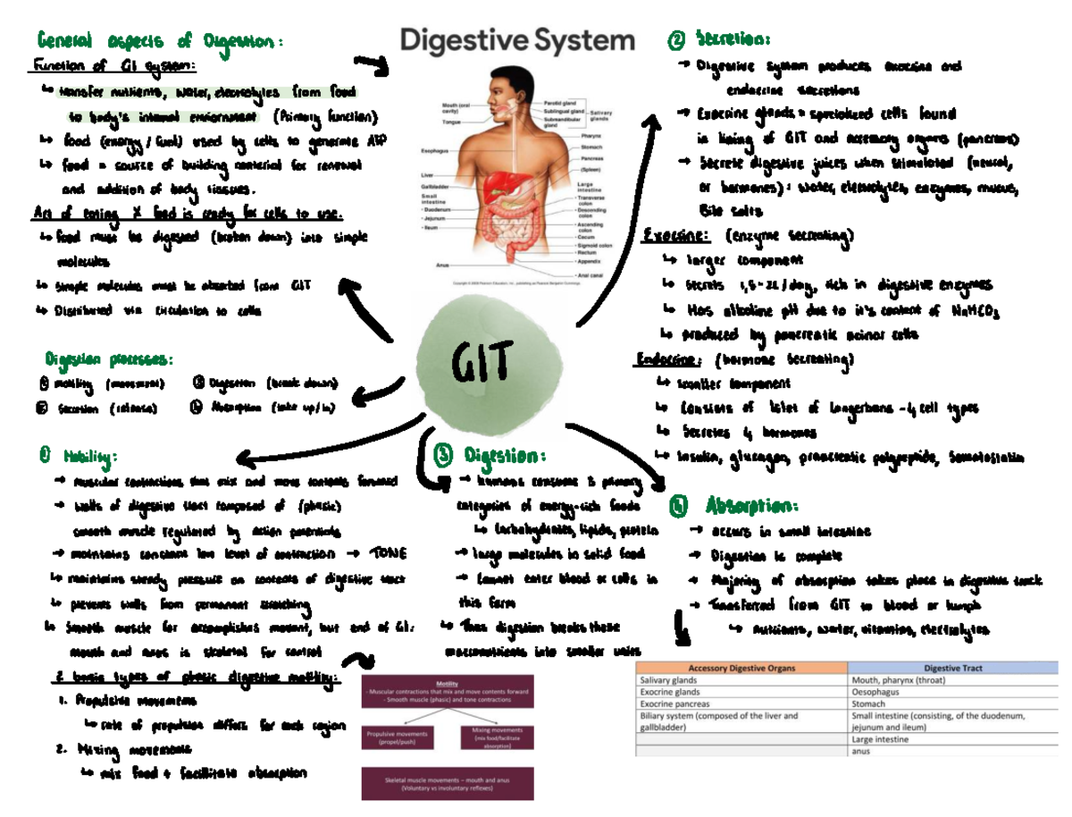 GIT 101: Overview of GI Secretion and Digestion Processes - Studocu