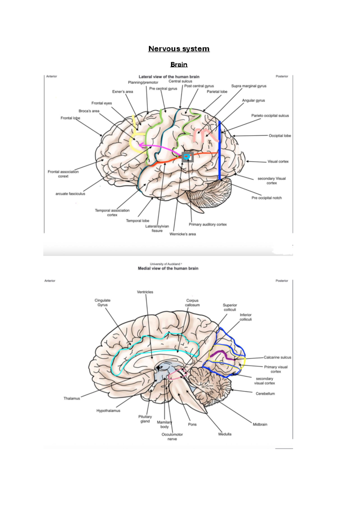 Nervous System Overview: Brain Structure and Function Insights - Studocu