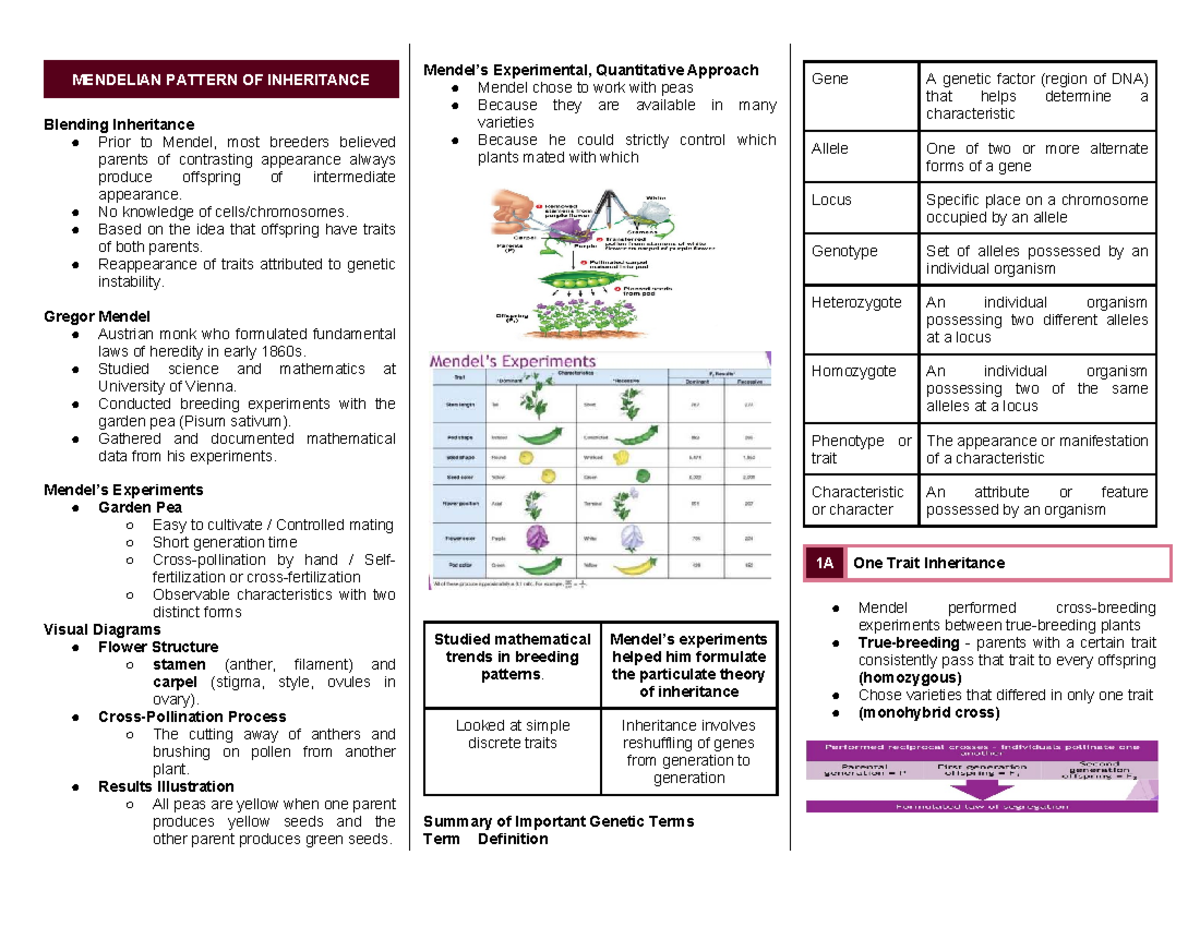 Genetics 101: Mendelian Patterns of Inheritance Review Notes - Studocu