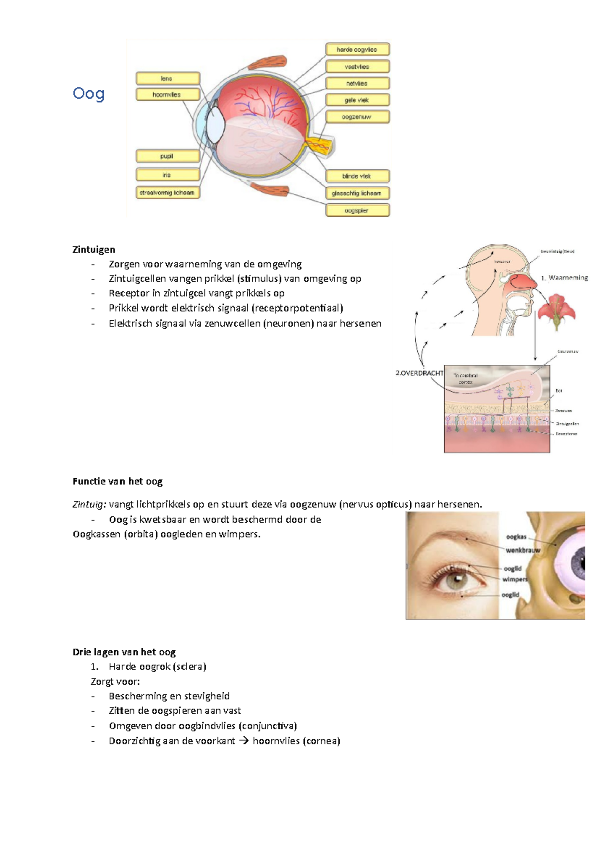 Samenvatting van AFP Oog: Anatomie en Pathologie van het Oog - Studeersnel