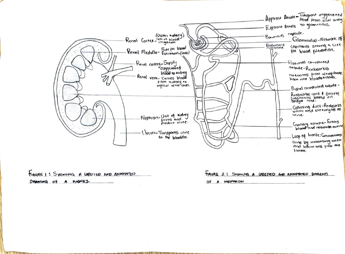 Adobe Scans of Kidney and Nephron Diagrams - ####### I\ tltM ####### nw ...