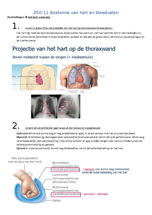 [Solved] wat is het periost van het beenweefsel - Anatomie en ...