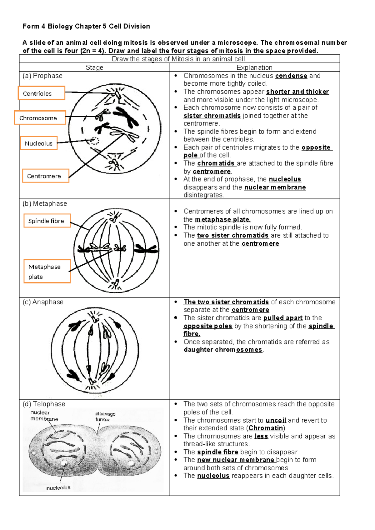 Form 4 Biology: Chapter 5 - Stages of Mitosis Explained - Studocu