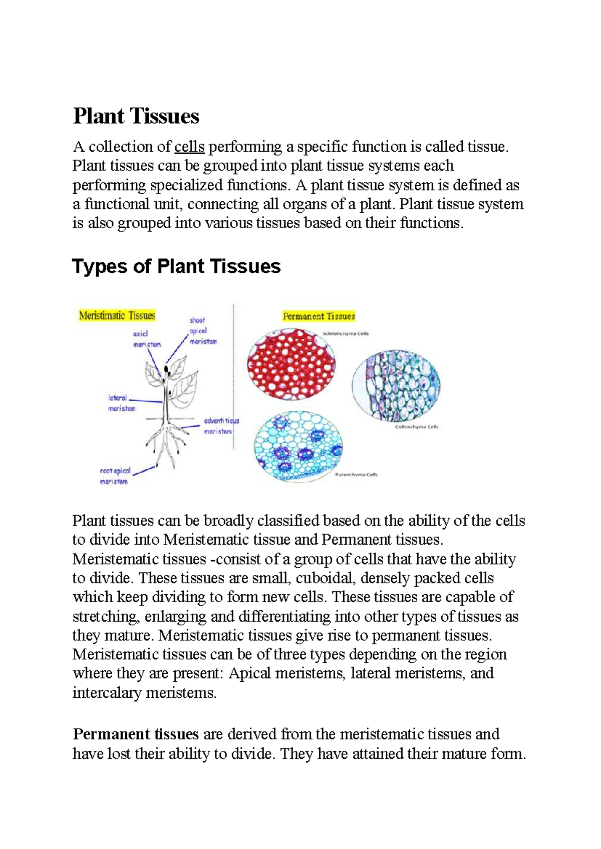 Plant Tissues: Types and Functions in Plant Systems (LF) - Studocu