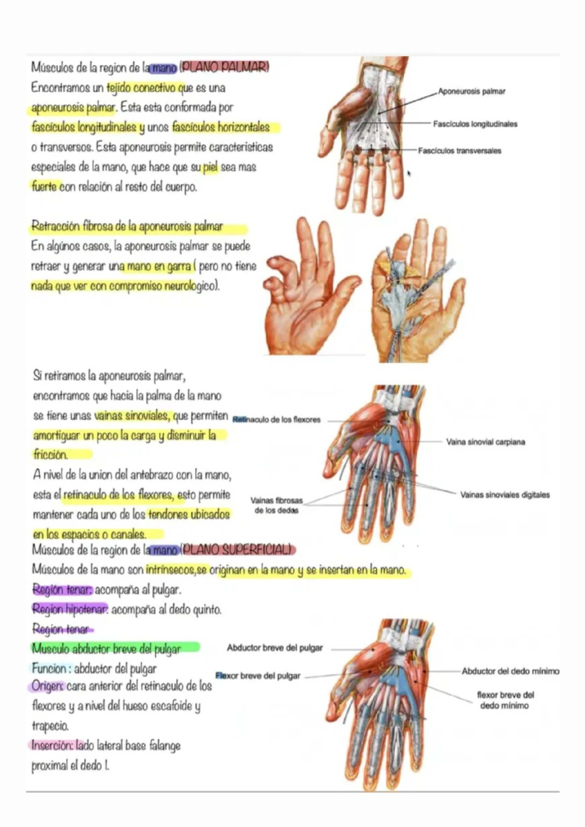 Músculos de la Mano: Anatomía y Funciones (PLANO PALMAR) - Studocu