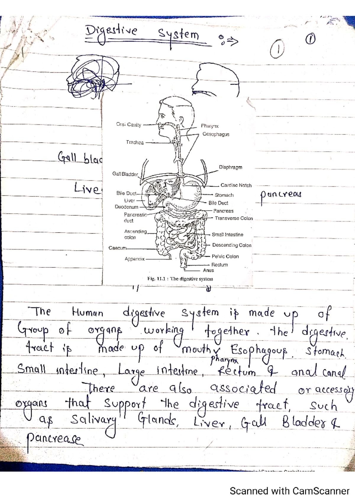 Digestive System Summary Notes for Easy Review - Studocu