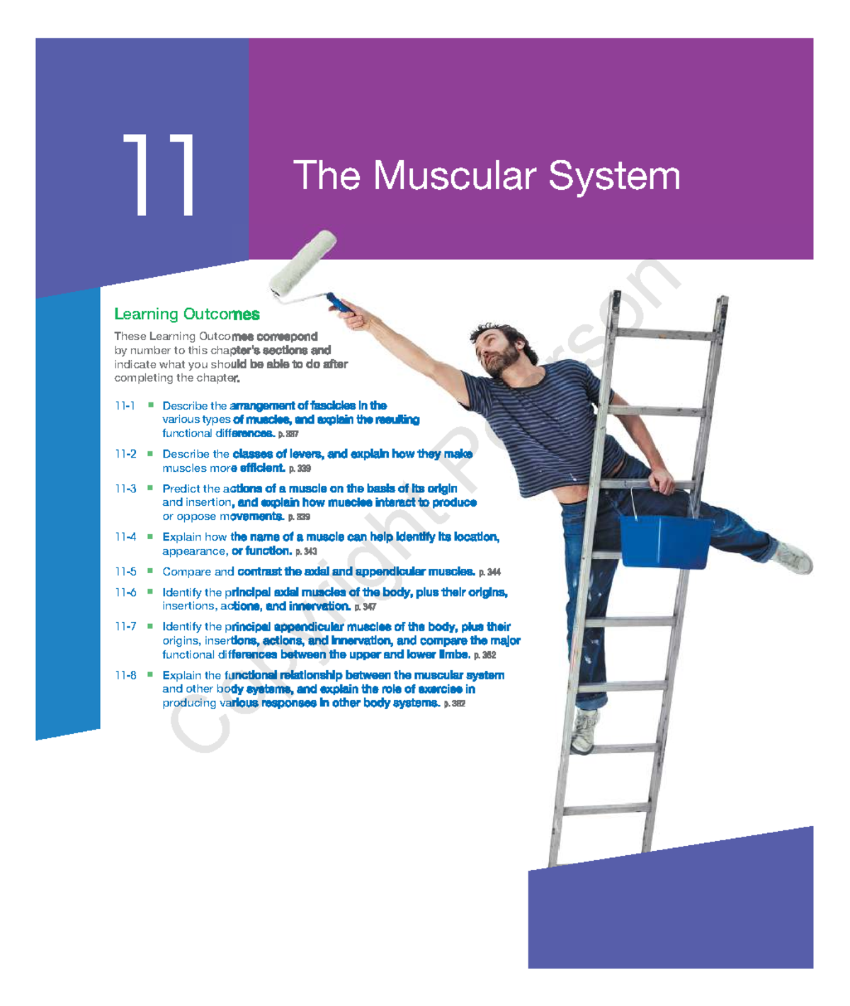 Muscular System Overview and Learning Outcomes (LEAPMED 11) - Studocu