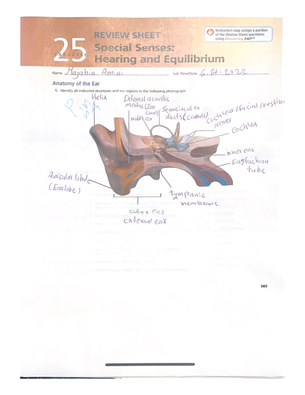 25 - Review Sheet: Special Senses & Anatomy of the Ear - Studocu