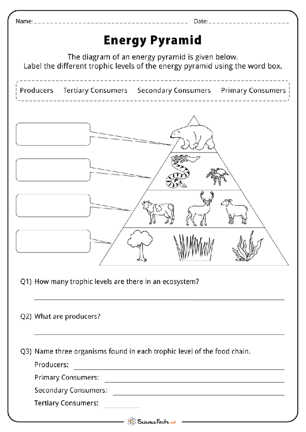 Energy Pyramid Worksheet - Trophic Levels & Food Chain Qs - Studocu
