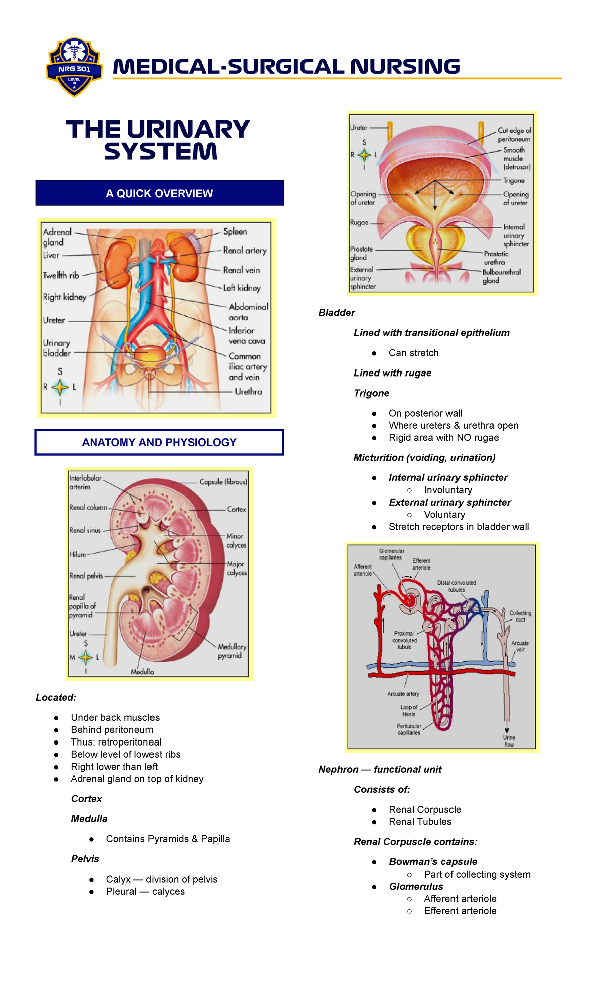 MED-SURG - Urinary System Overview and Physiology Notes - Studocu
