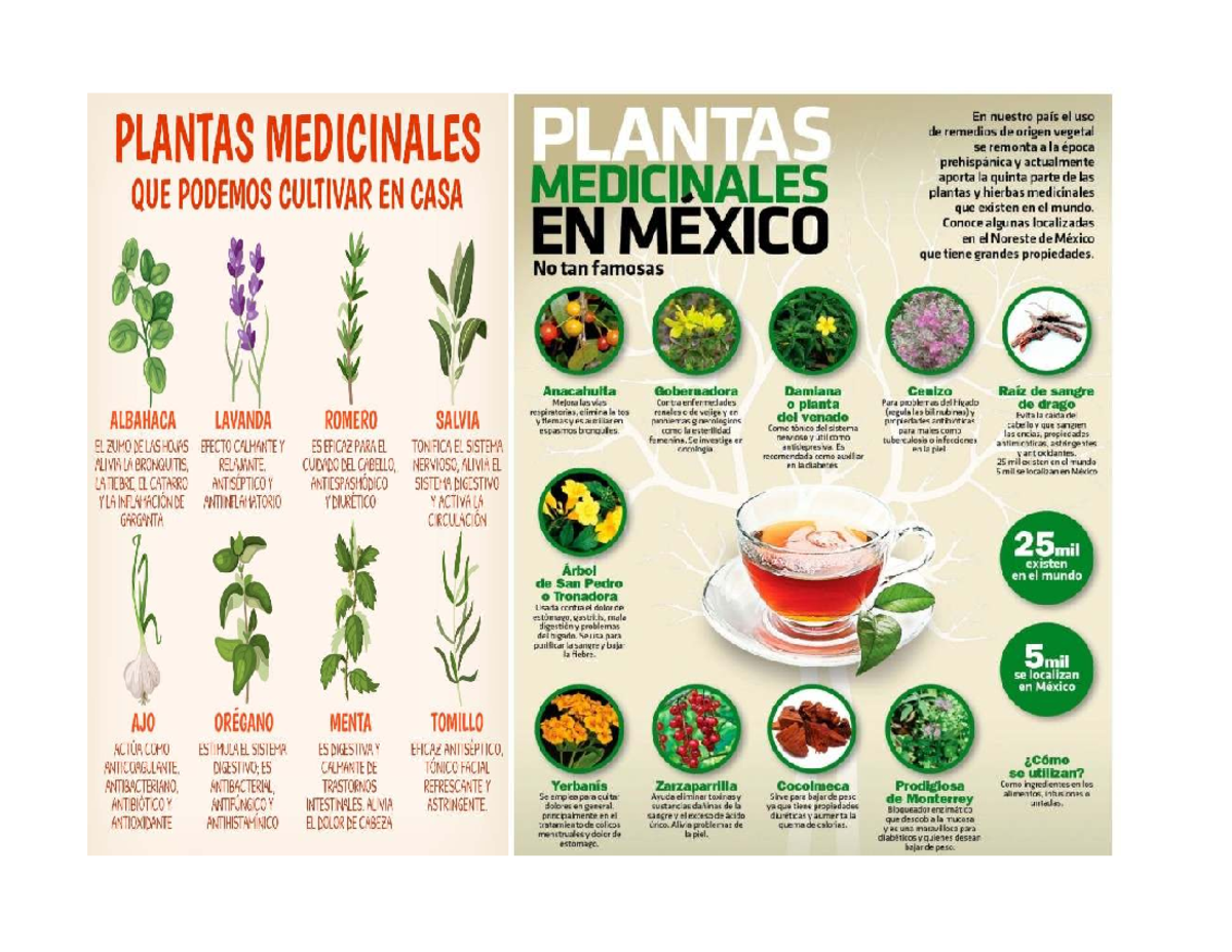PLANTAS MEDICINALES EN MÉXICO: PROPIEDADES Y USOS EN EL NORESTE - Studocu