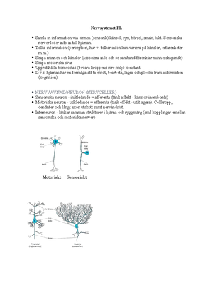 Endokrina systemet: Läran om hormoner och homeostas i kroppen - Studocu