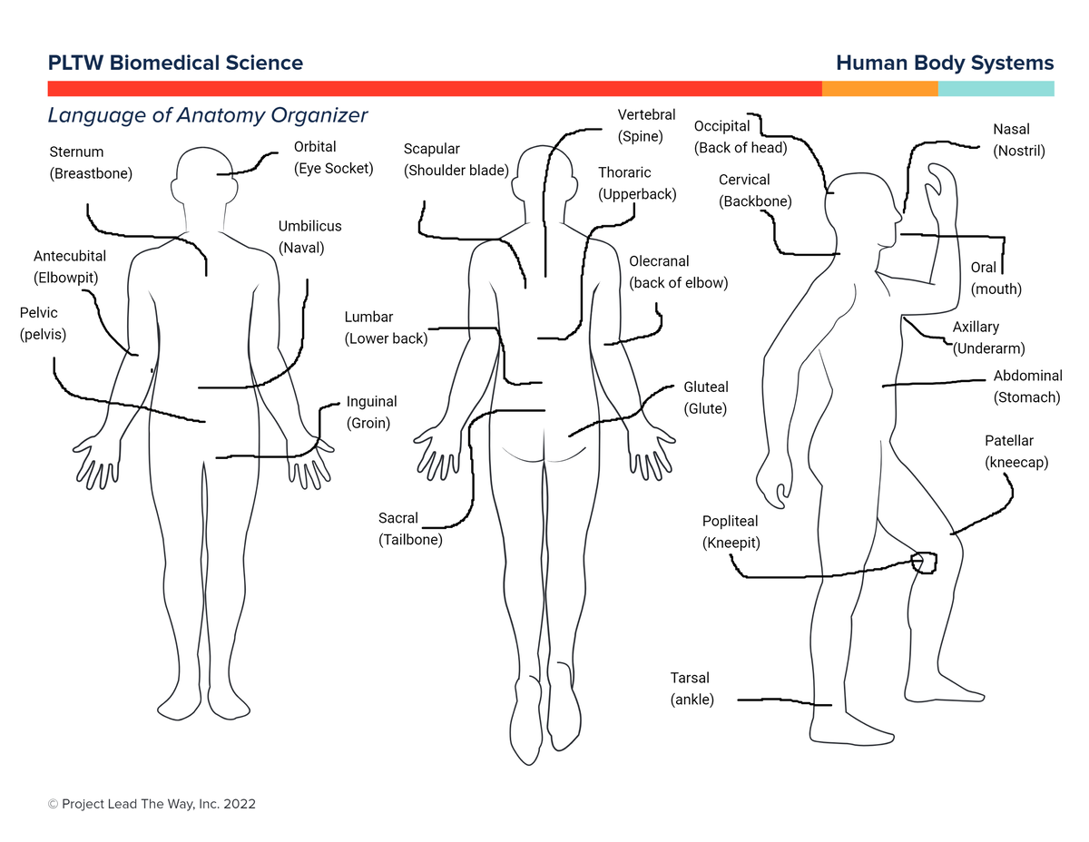 PLTW BS Human Body Systems Anatomy Language Organizer Guide - Studocu