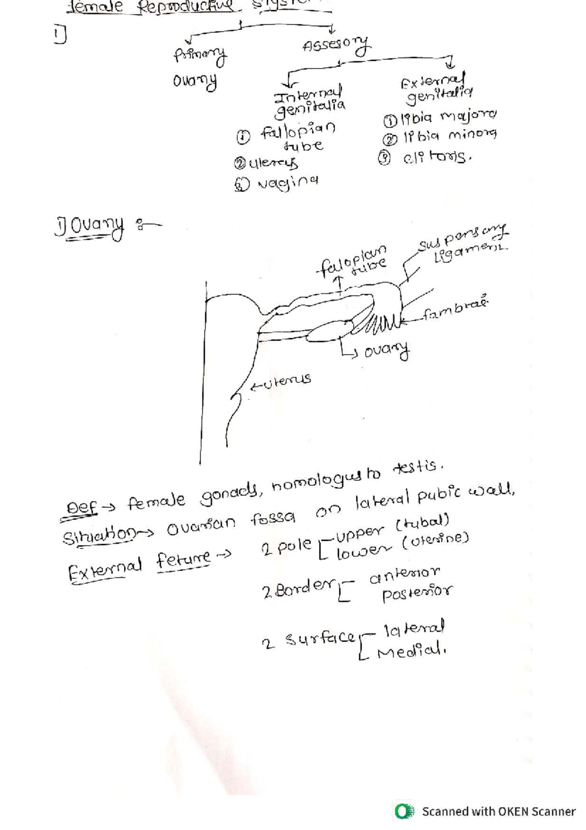Reproductive Anatomy - Notes (BIO 101) - Studocu