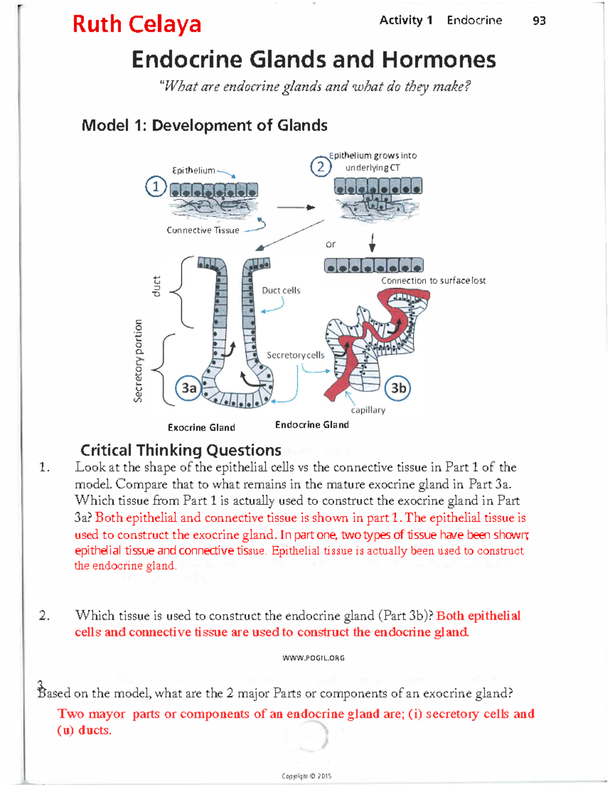 Ch 18 - Endocrine Glands & Hormones - Activity 1 Endocrine 93 Endocrine ...