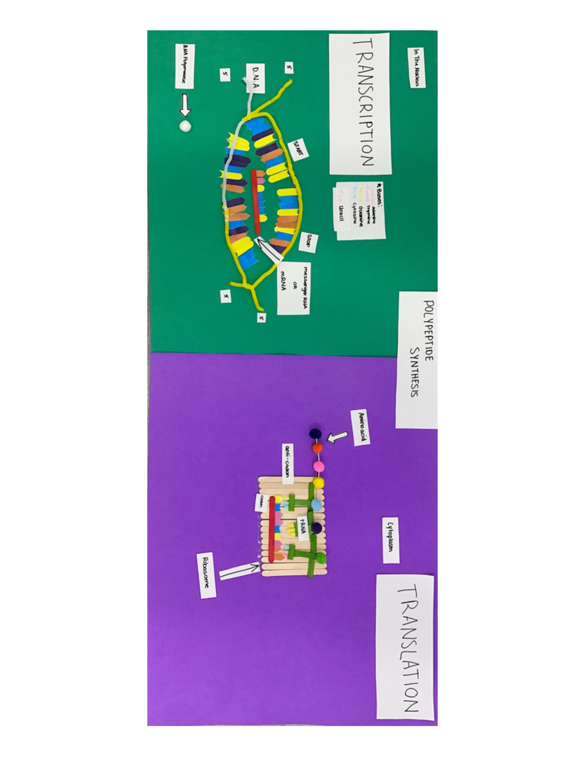 Polypeptide Synthesis Model: Nucleus to Cytoplasm Process Explained ...