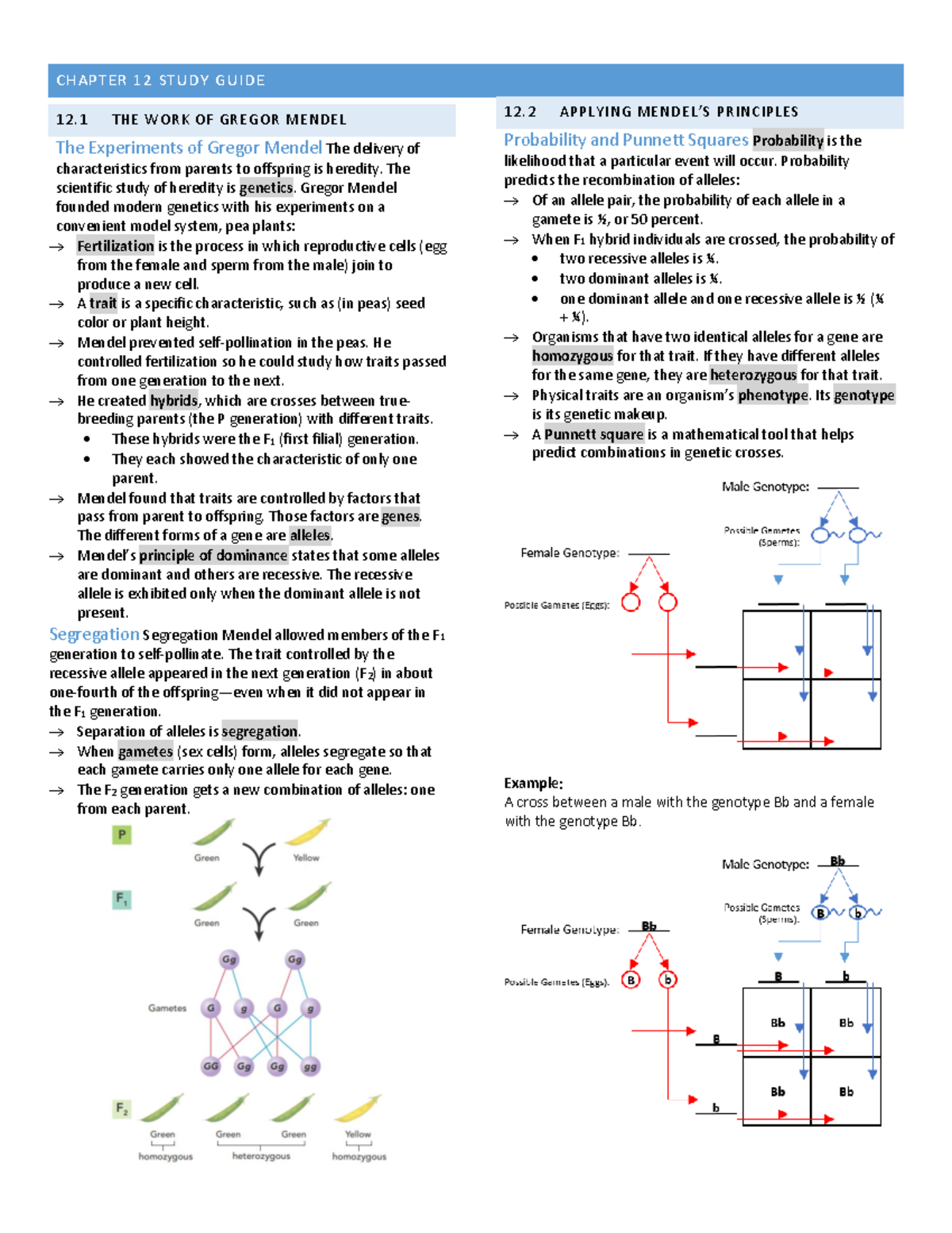 Chapter 12 Study Guide: Mendel's Principles of Genetics - Studocu