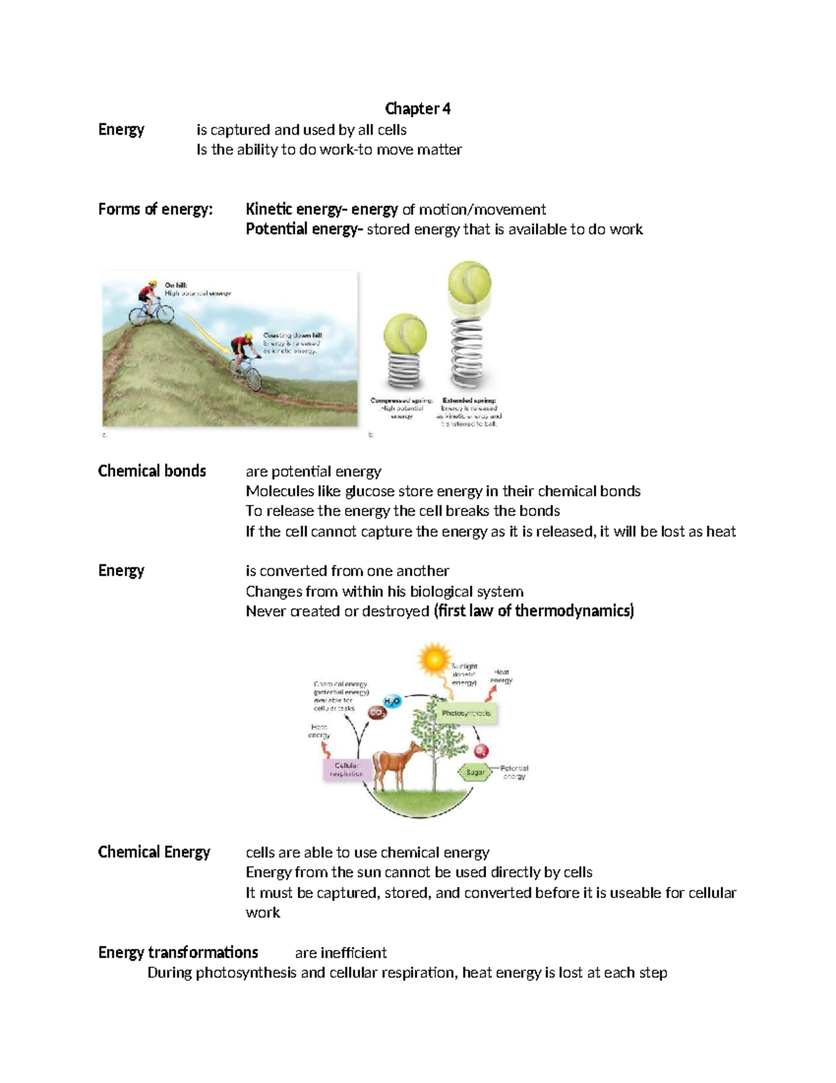 Biology 101: Chapter 4 Energy Transformations and Enzyme Activity Notes ...