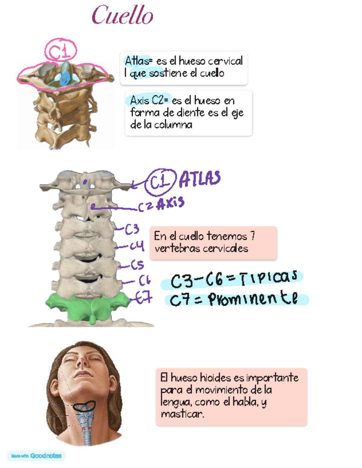 Anatomía del Cuello: Huesos, Músculos y Funciones (ANAT 101) - Studocu
